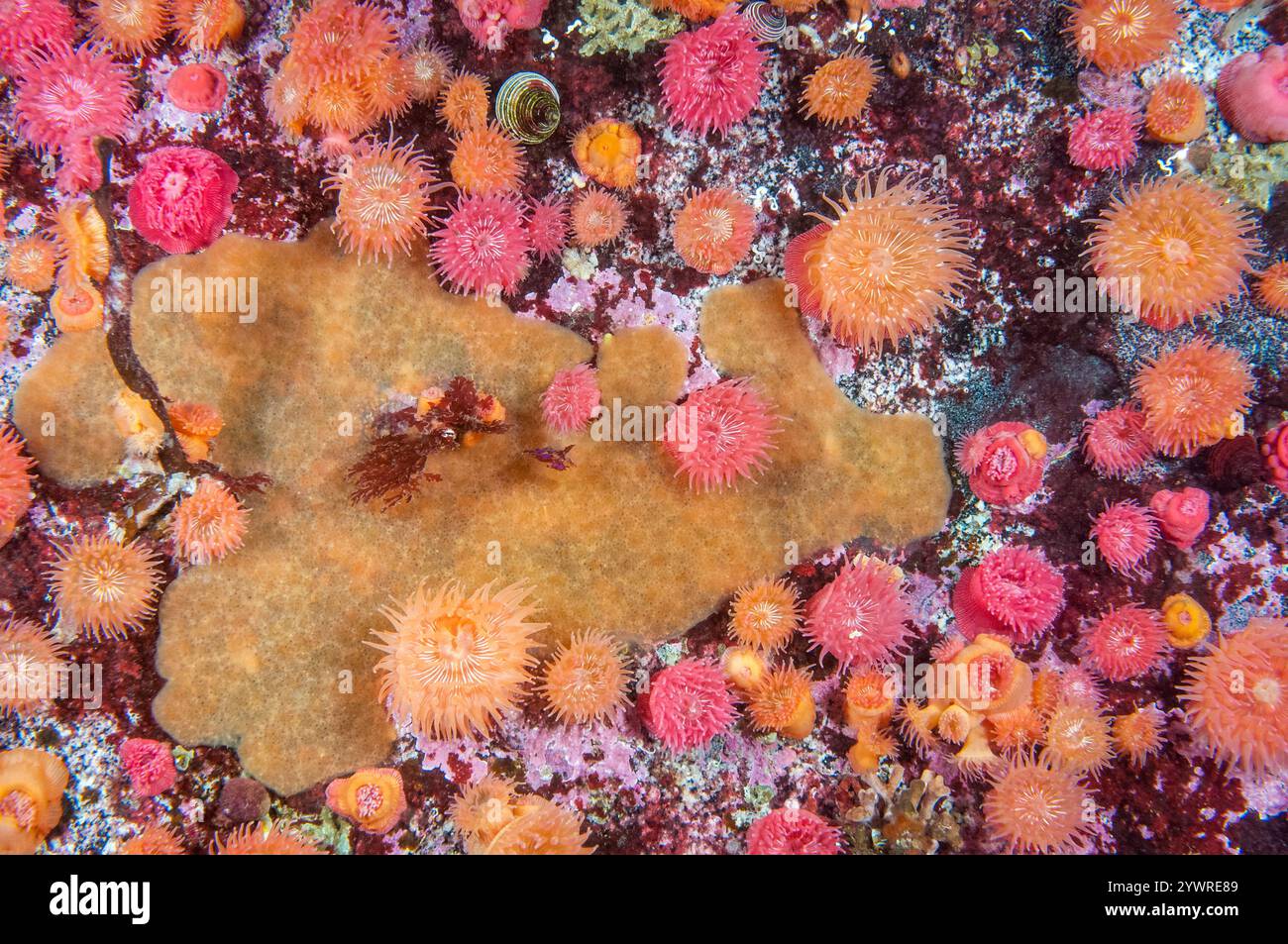 brooding anemones, Epiactis prolifera, and colonial tunicates, Aplidium ...
