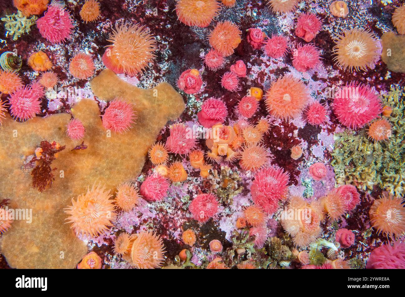 brooding anemones, Epiactis prolifera, and colonial tunicates, Aplidium ...