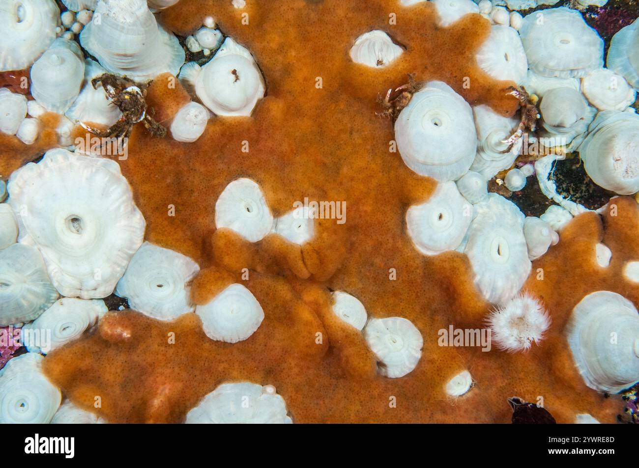 sharp-nosed crabs, Scyra acutifrons, colonial tunicates, Aplidium ...