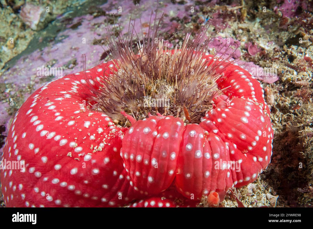 Rose anemone hi-res stock photography and images - Alamy