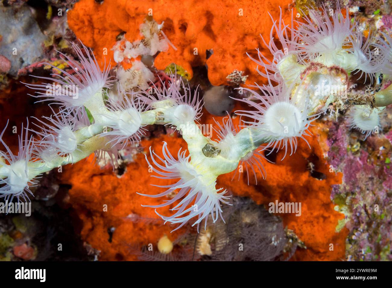gorgonian wrapper, Nemanthus species, Viti Levu, Fiji, South Pacific ...