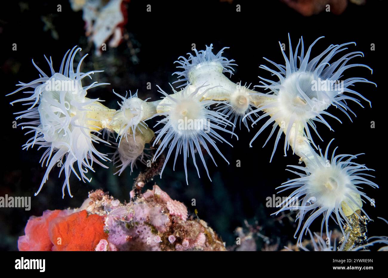 Gorgonian wrapper anemone hi-res stock photography and images - Alamy