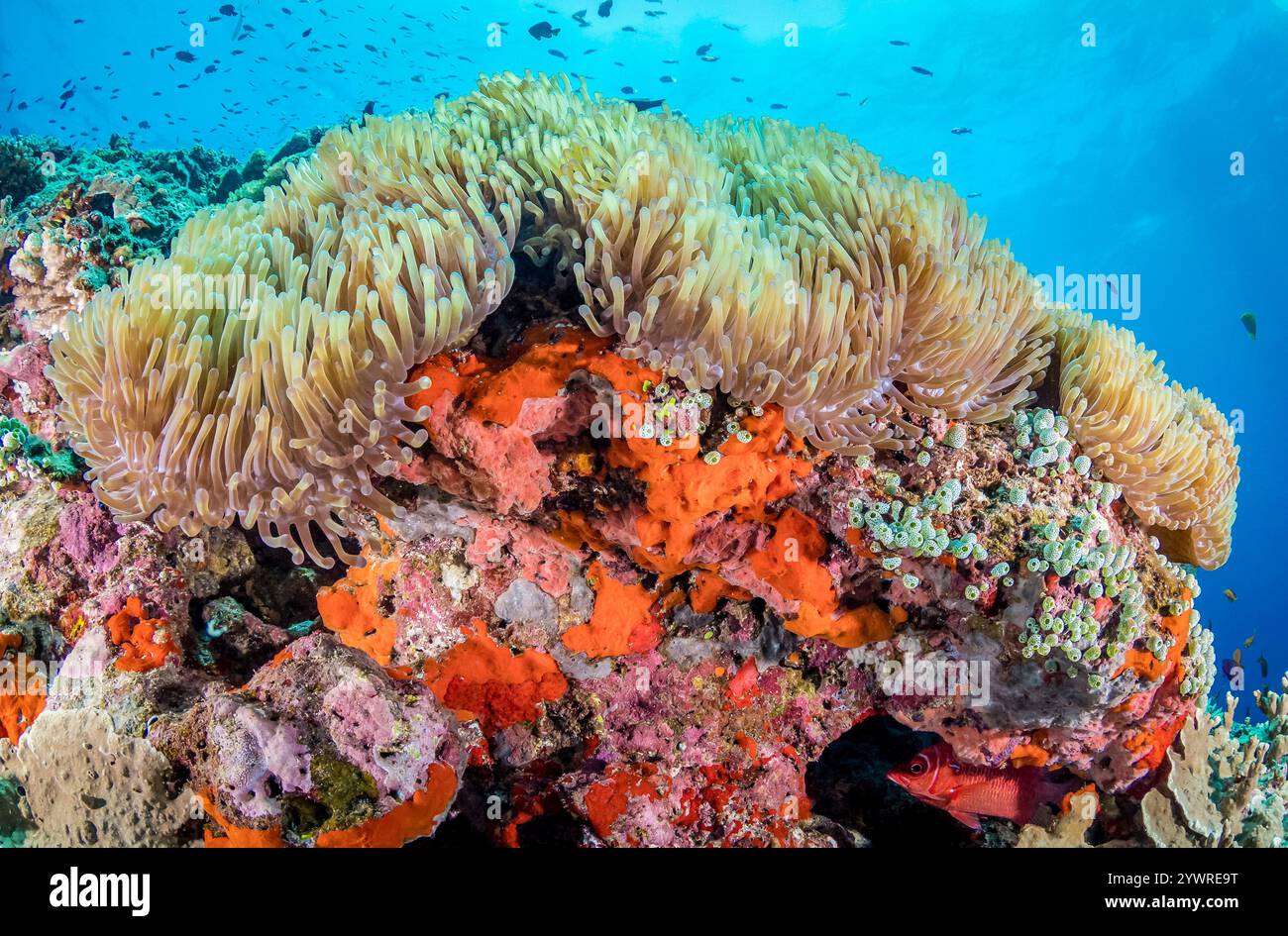 Fiji sea sponge hi-res stock photography and images - Alamy
