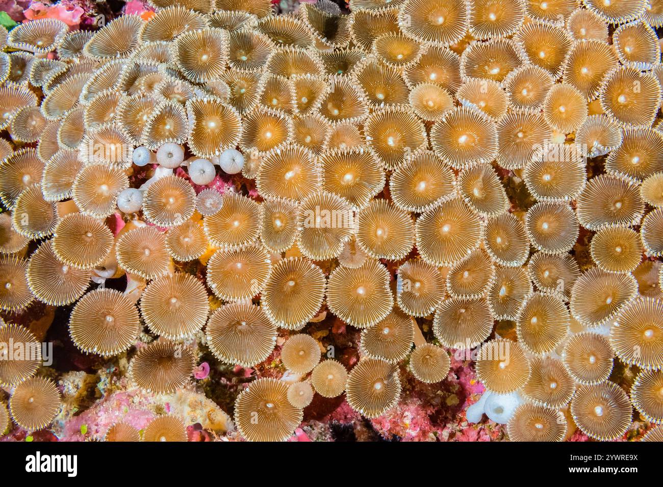 zoanthid, Palythoa species, surrounded by tunicates, Didemnum, and ...