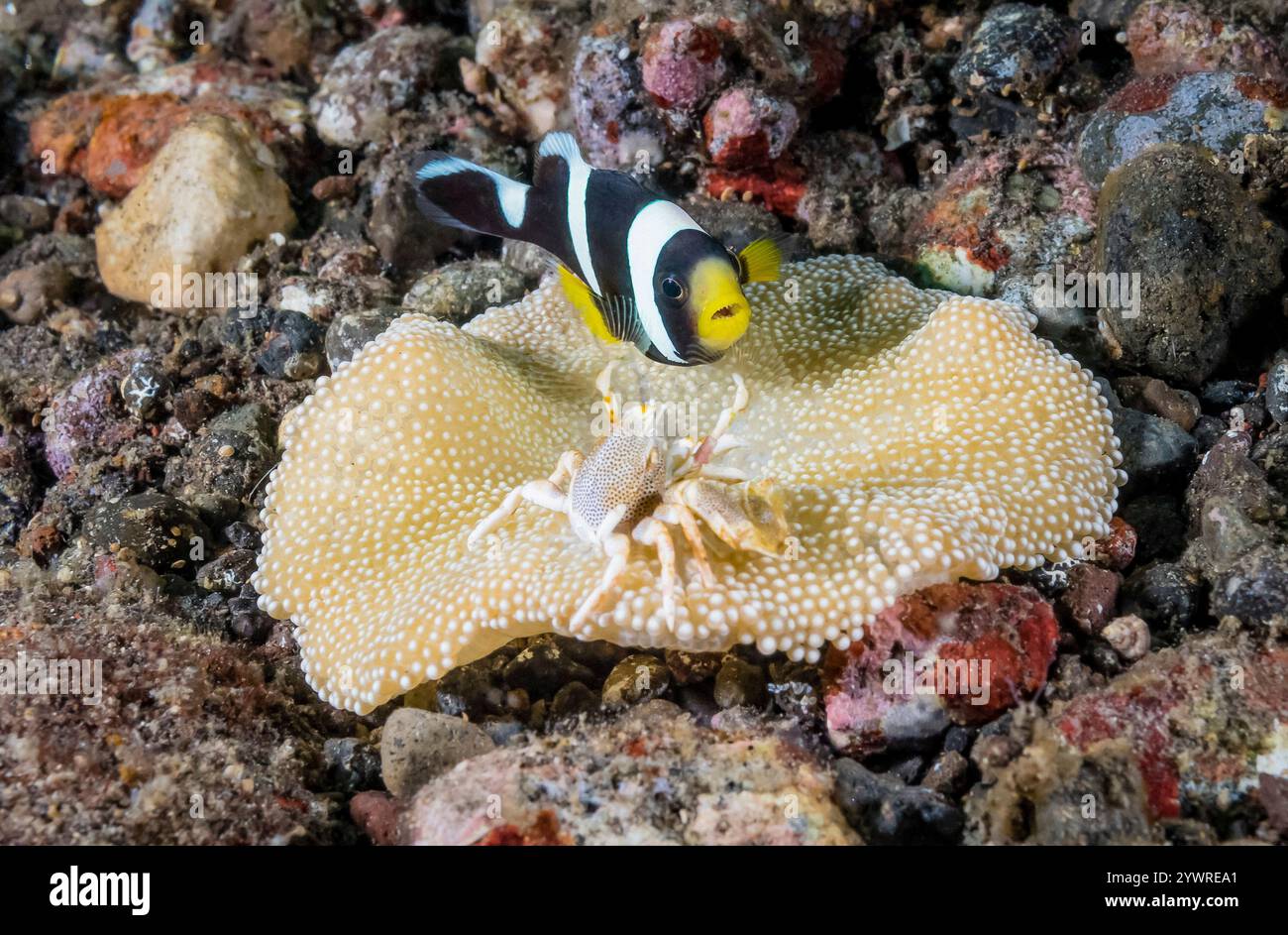 Host anemone, Stichodactyla haddoni, and resident spotted porcelain ...