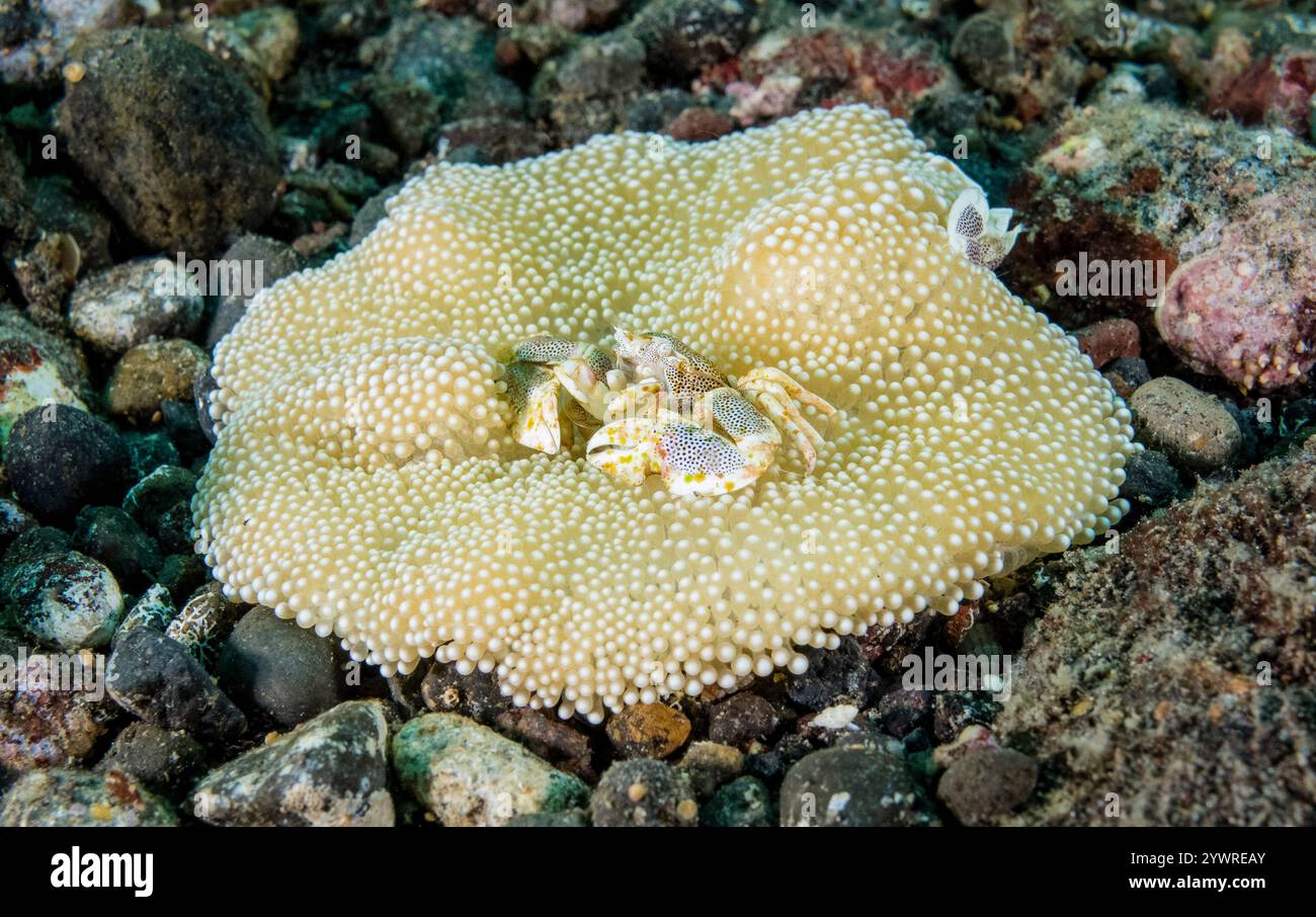Haddon's sea anemone, Stichodactyla haddoni, and resident spotted ...