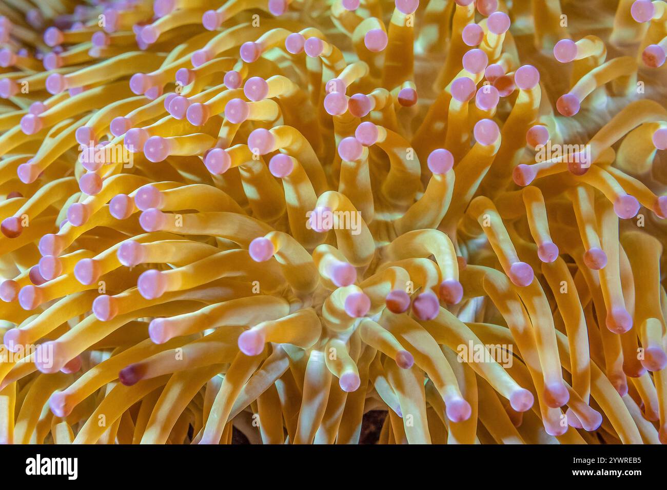 magnificent sea anemone, Heteractis magnifica, Raja Ampat Islands, West ...