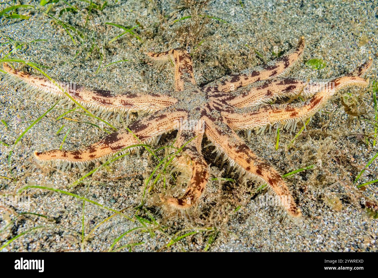 Tube feet starfish hi-res stock photography and images - Alamy