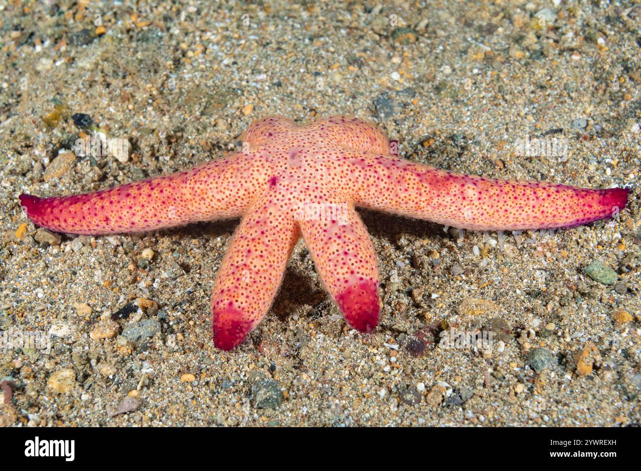 Tube feet starfish hi-res stock photography and images - Alamy