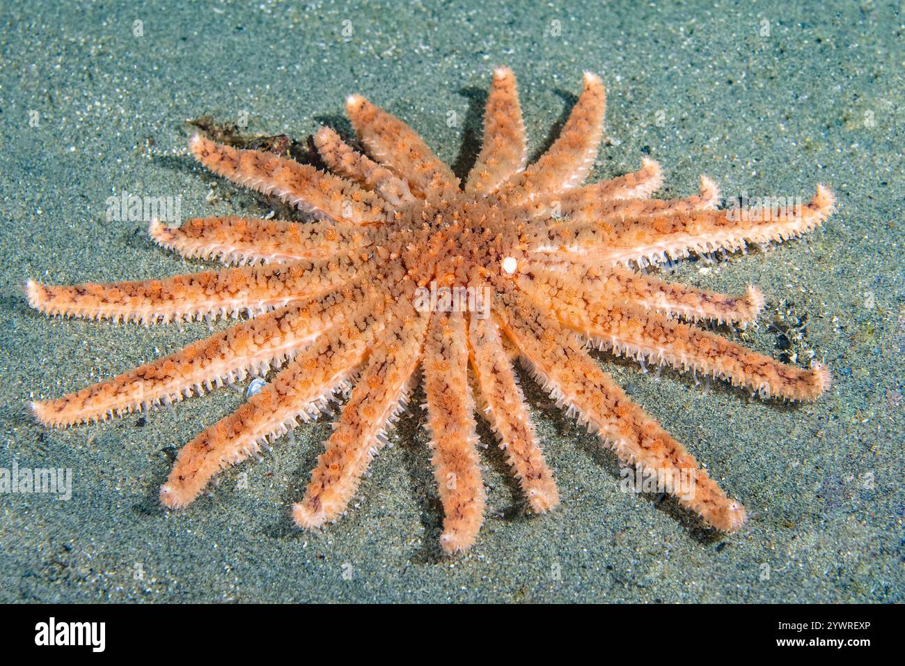 Discovery Passage Salish Sea Campbell River Vancouver Island BC Canada ...