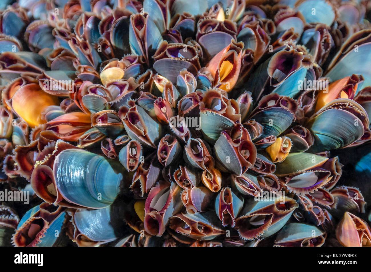 Foolish mussel hi-res stock photography and images - Alamy