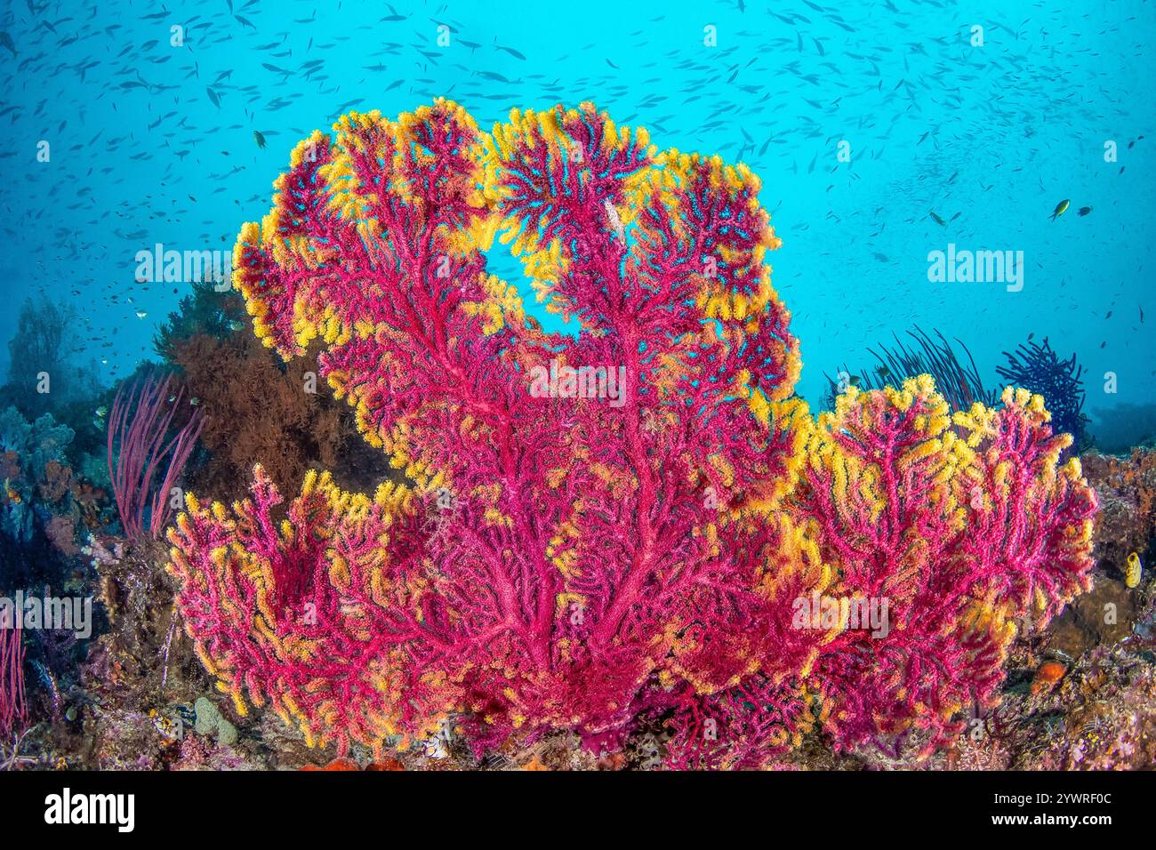 gorgonian sea fan, Acanthogorgia sp., Raja Ampat Islands, West Papua ...