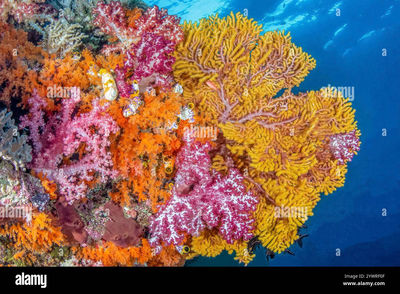 Solitary tunicate polycarpa aurata hi-res stock photography and images ...