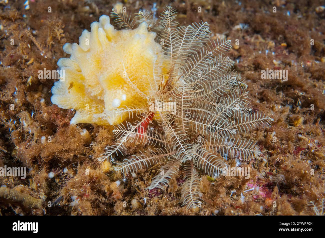 White reticulated sponge hi-res stock photography and images - Alamy