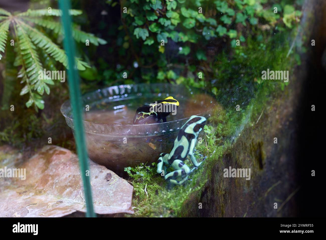 The vibrant and colorful Poison Dart Frogs thrive in their natural ...