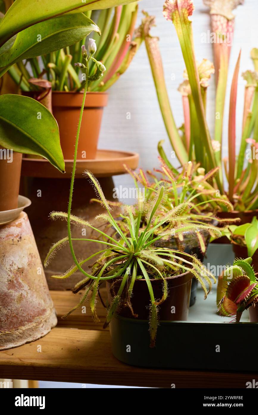 A stunning and vibrant indoor botanical display featuring a unique ...