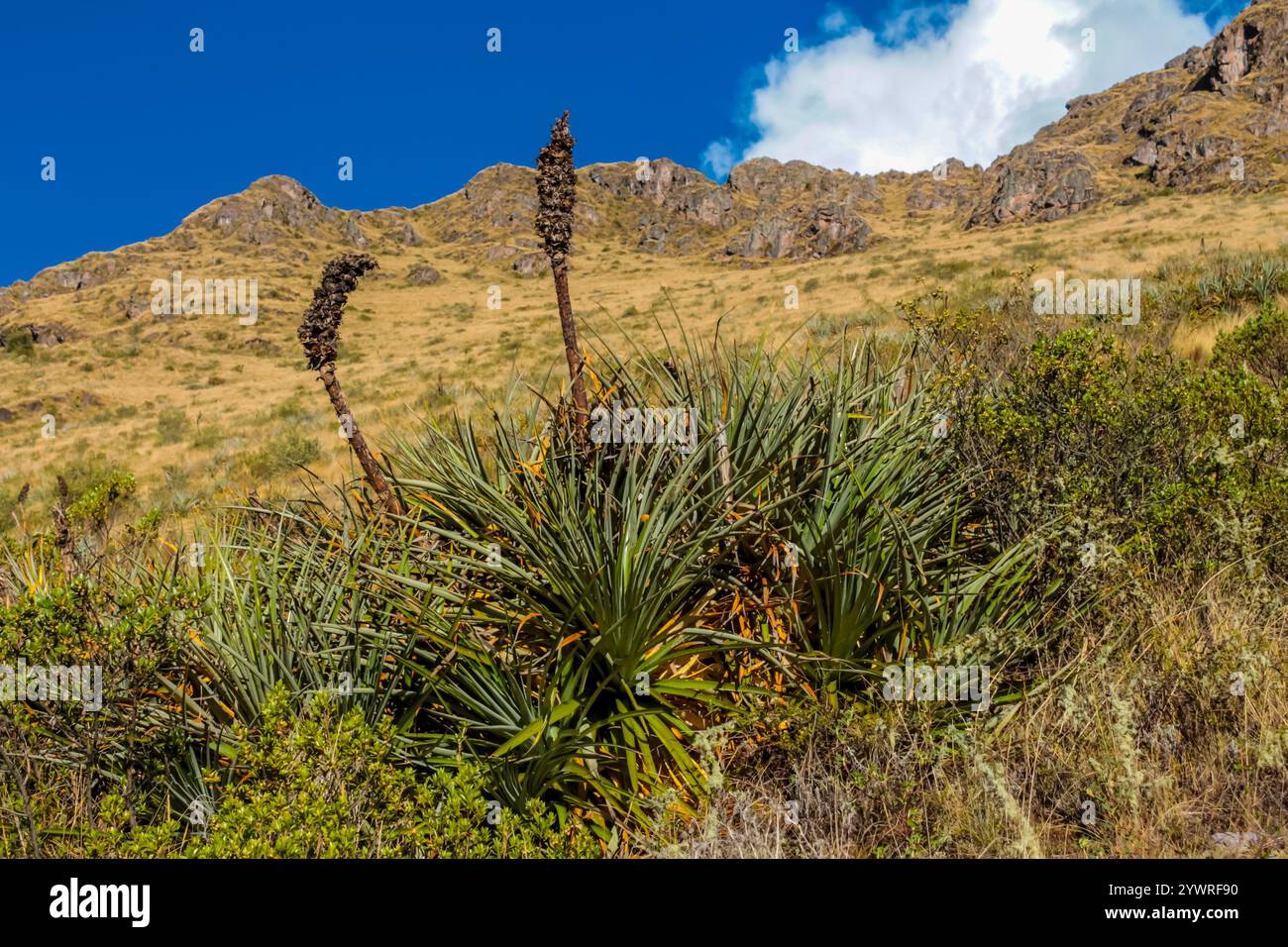 Urubamba village in Peru, Lares trek. Vegetation of mountains in Peru ...