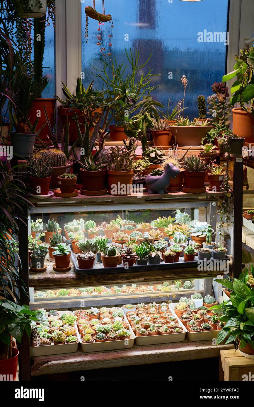 Indoor plant display featuring hi-res stock photography and images - Alamy