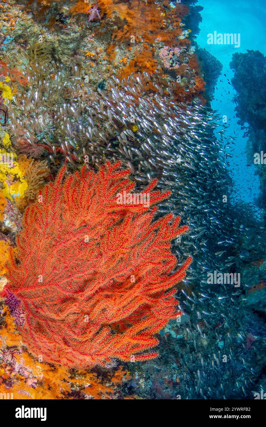 schooling fragile cardinalfish, Apogon fragilis, and sea fan ...