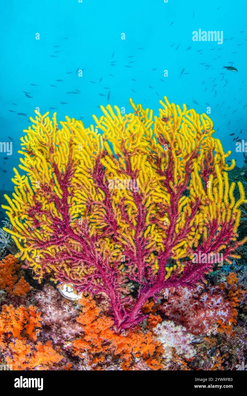 gorgonian sea fan, Acanthogorgia sp., Raja Ampat Islands, West Papua ...