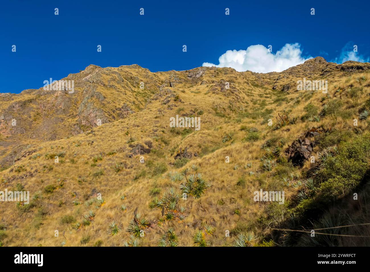 Urubamba village in Peru, Lares trek. Vegetation of mountains in Peru ...