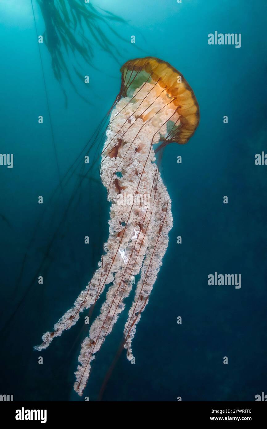 Pacific sea nettle, Chrysaora fuscescens, aka West Coast sea nettle ...