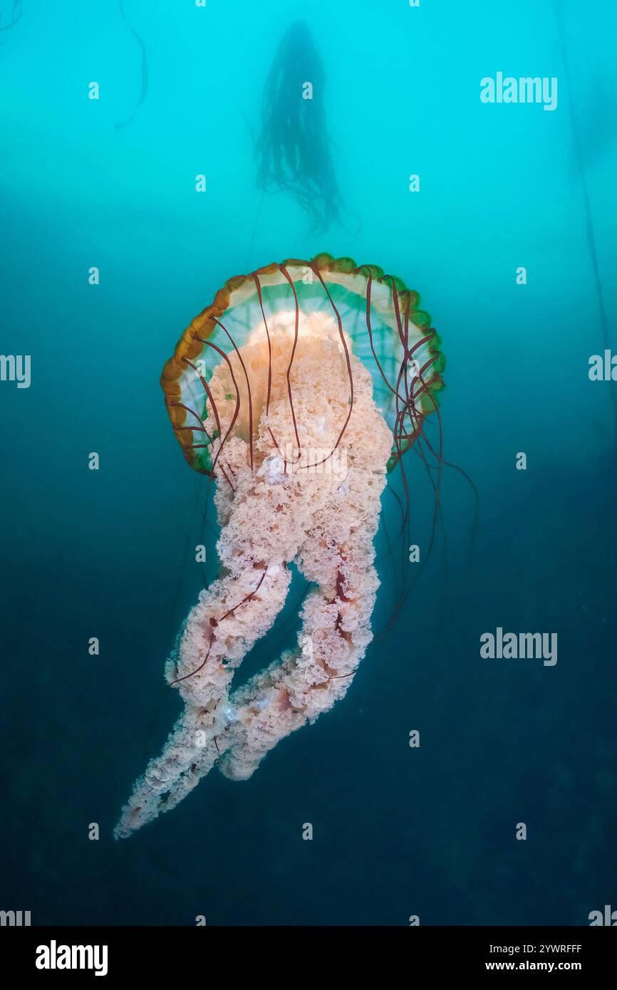 Pacific sea nettle, Chrysaora fuscescens, aka West Coast sea nettle ...