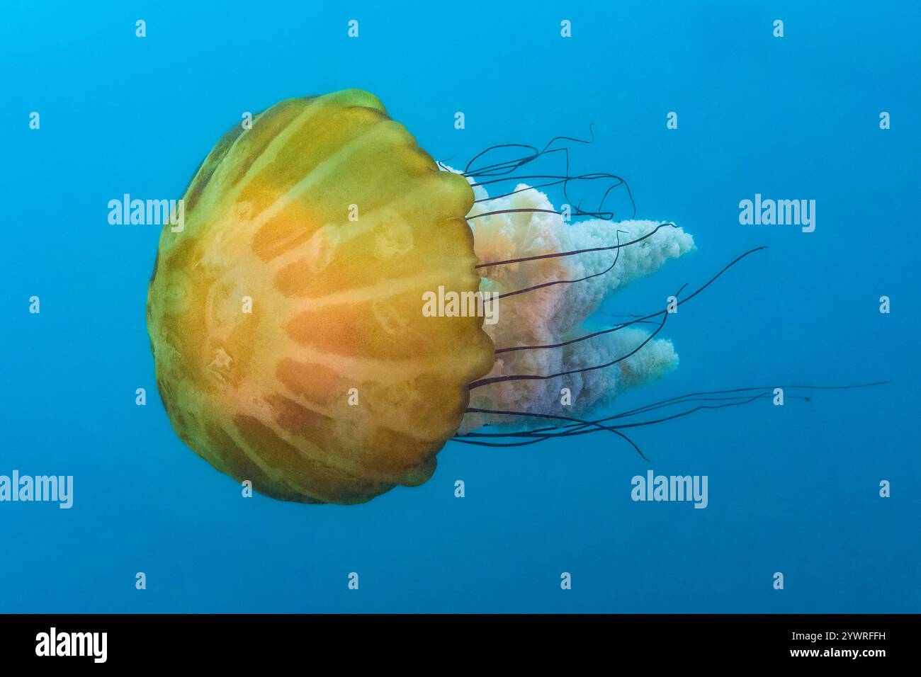 Pacific sea nettle, Chrysaora fuscescens, aka West Coast sea nettle ...