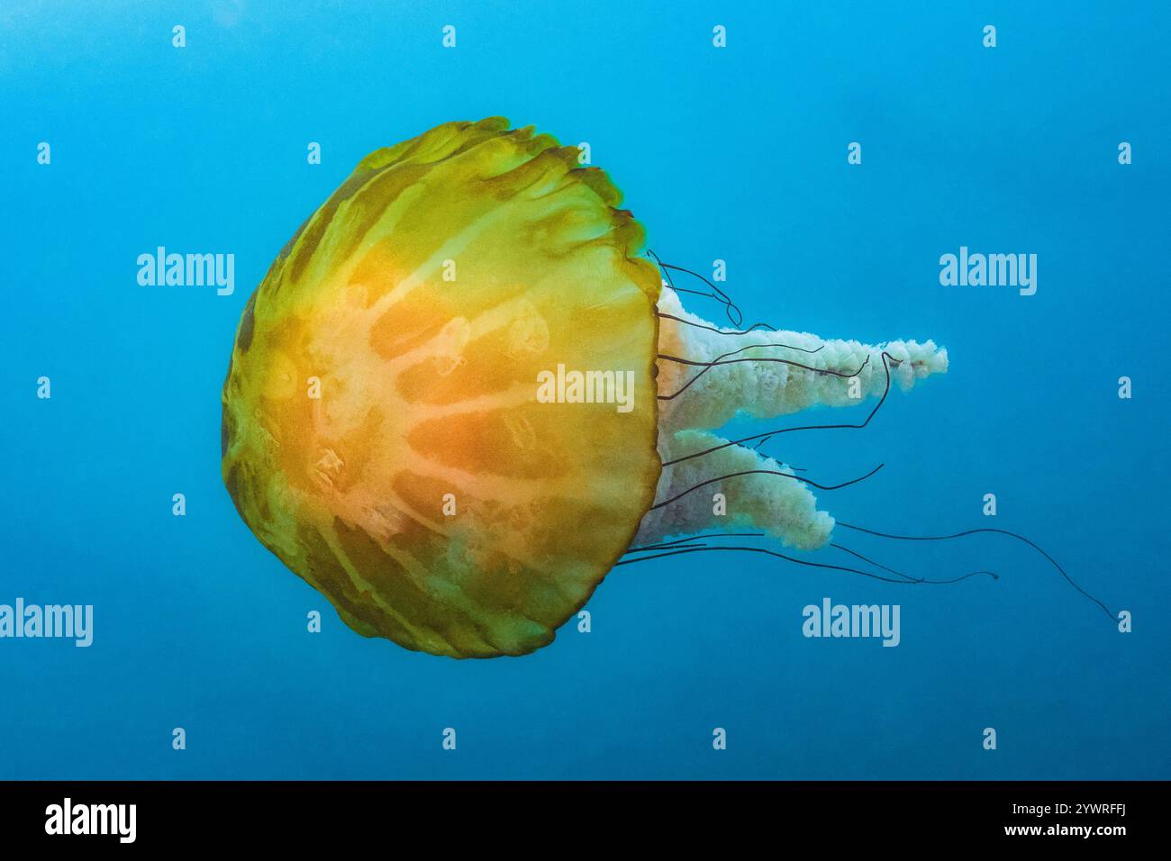 Pacific sea nettle, Chrysaora fuscescens, aka West Coast sea nettle ...