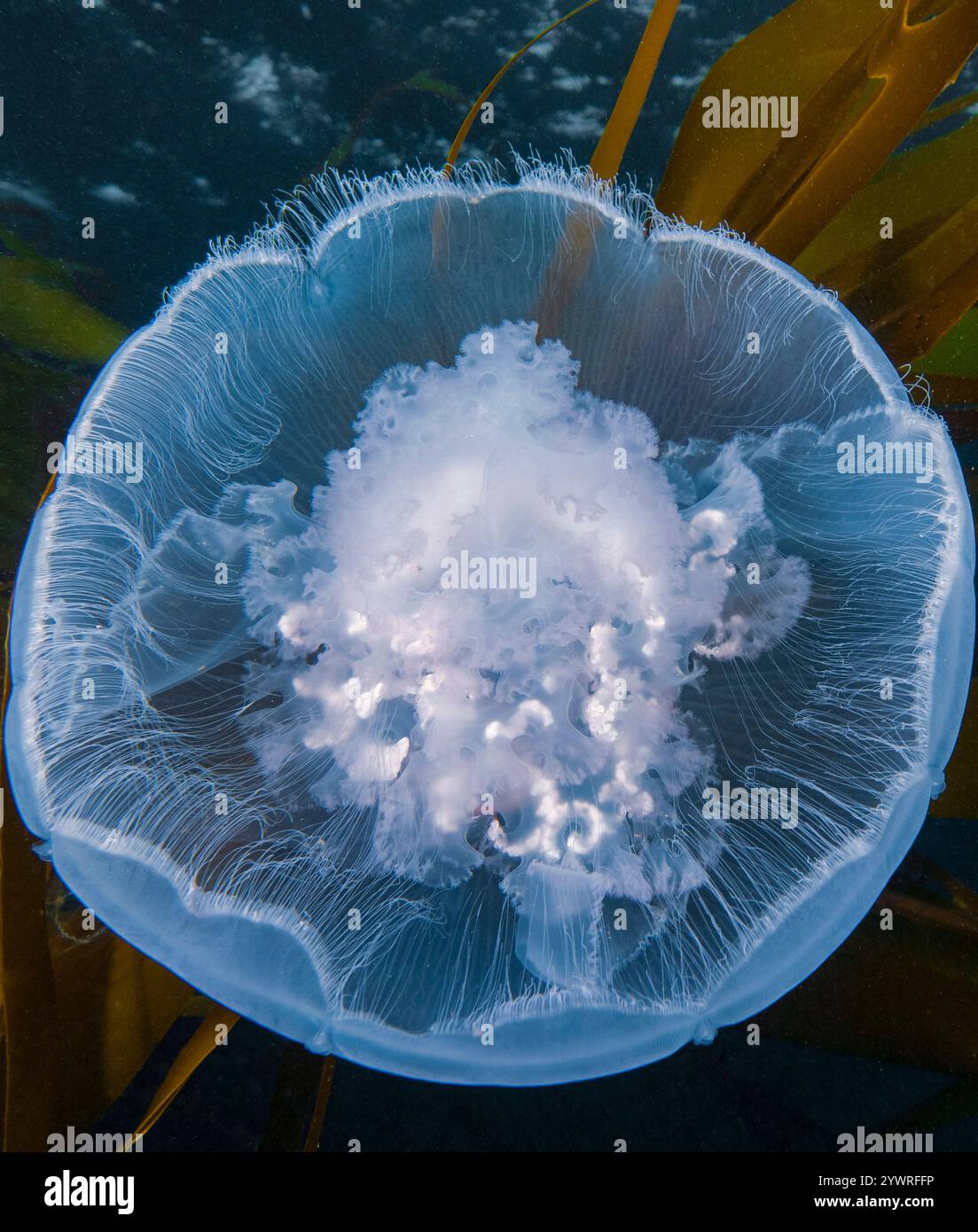 moon jellyfish, Aurelia labiata, Deserter Islands, British Columbia ...