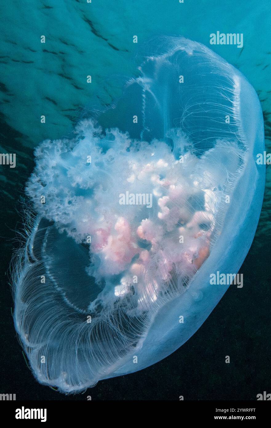 moon jellyfish, Aurelia labiata, Deserter Islands, British Columbia ...