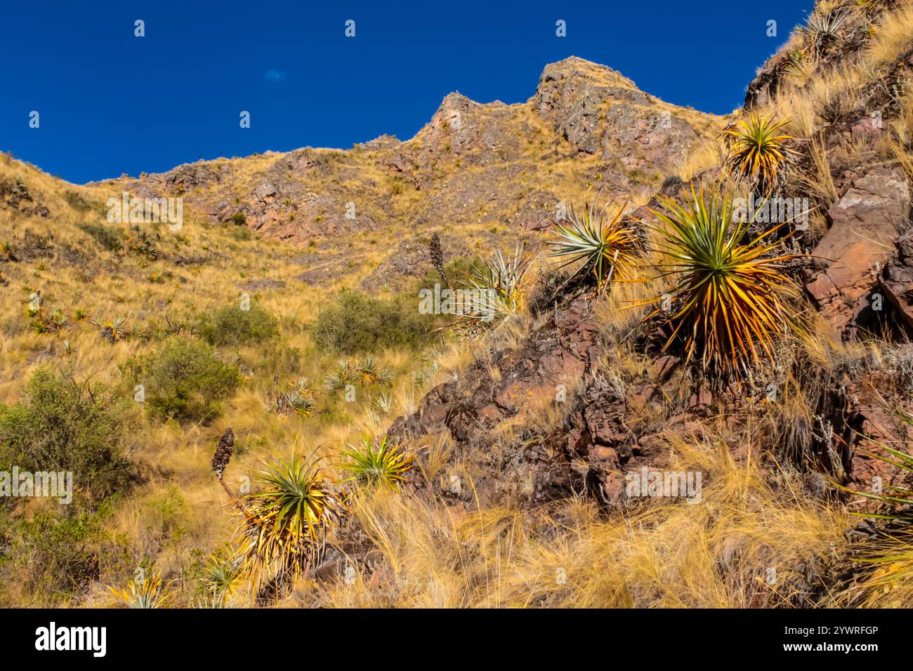 Urubamba village in Peru, Lares trek. Vegetation of mountains in Peru ...
