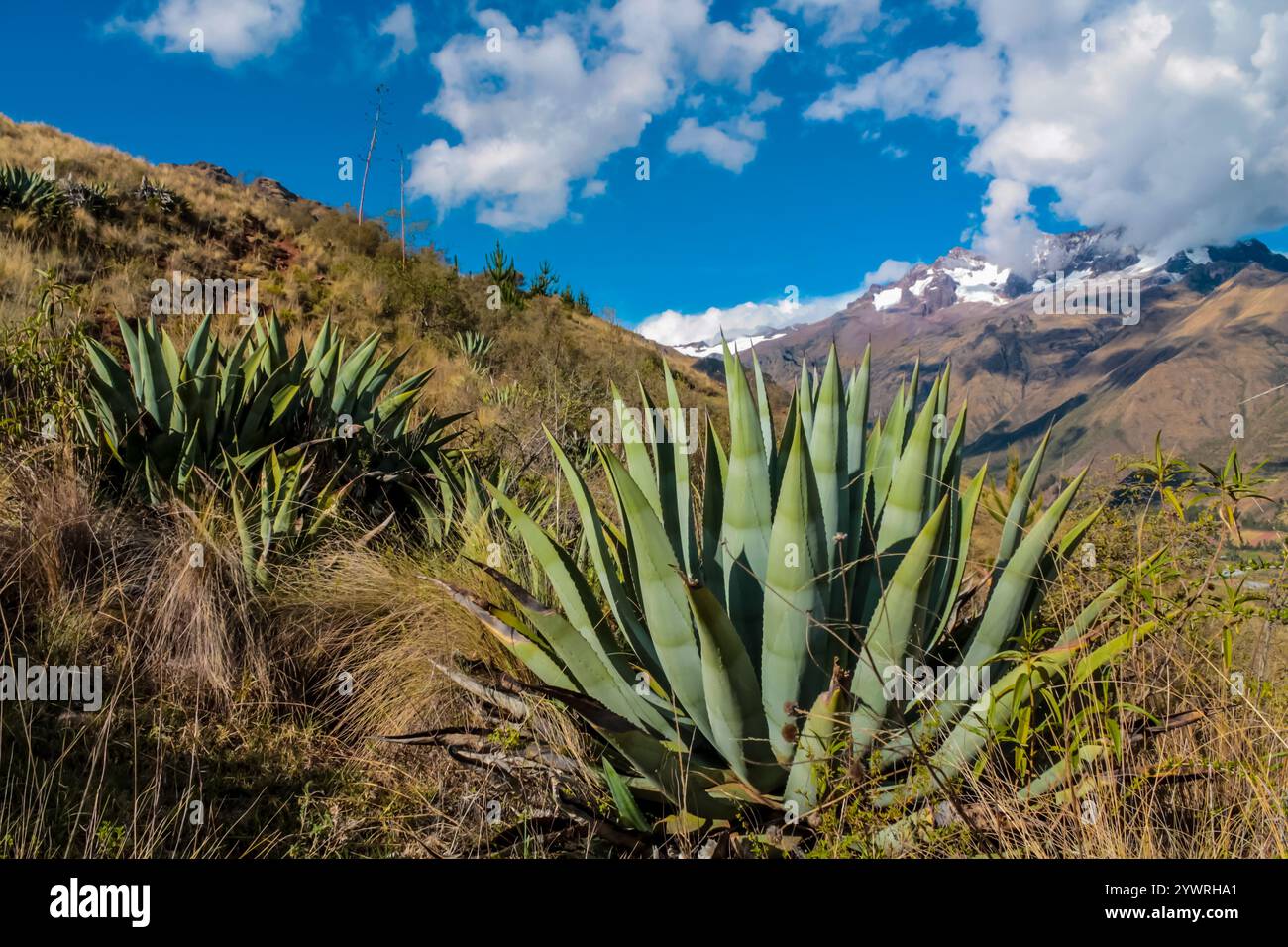 Urubamba village in Peru, Lares trek. Vegetation of mountains in Peru ...
