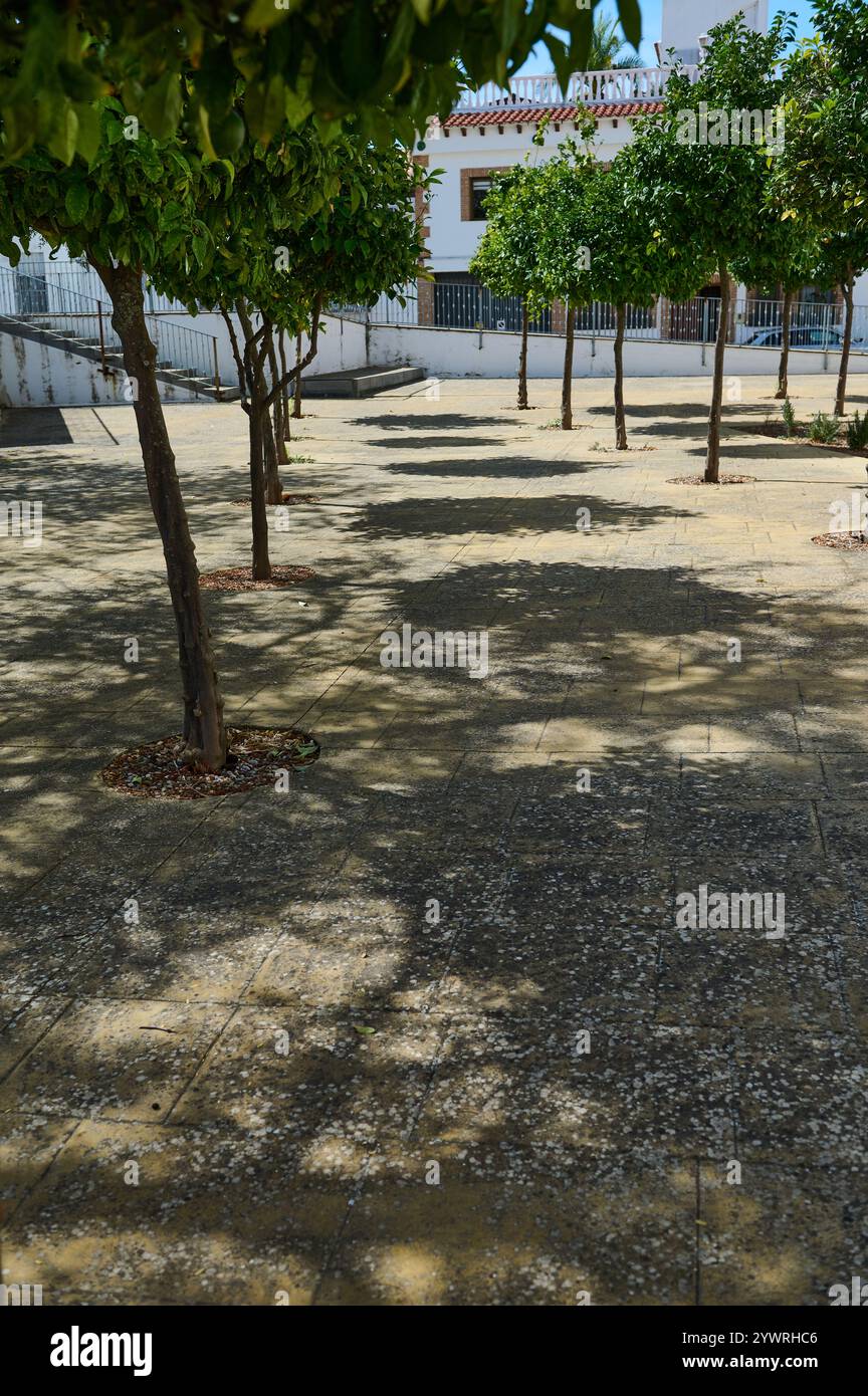 A peaceful courtyard scene showing trees casting shadows on a sunlit ...