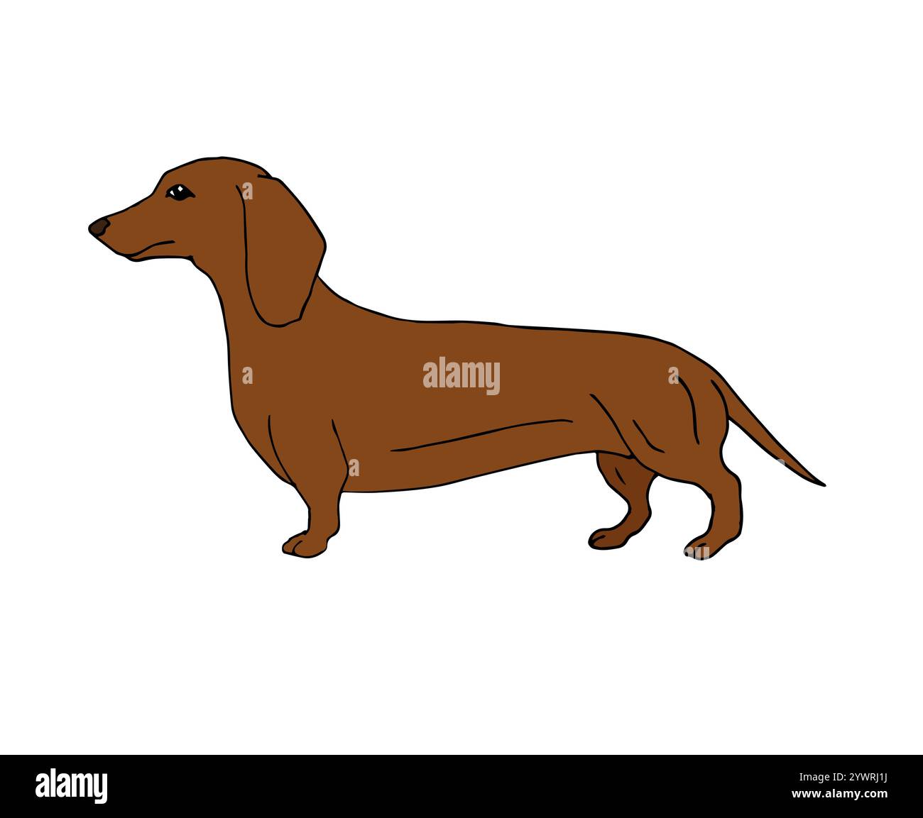 Dachshund hand drawn doodle Stock Vector Images - Alamy