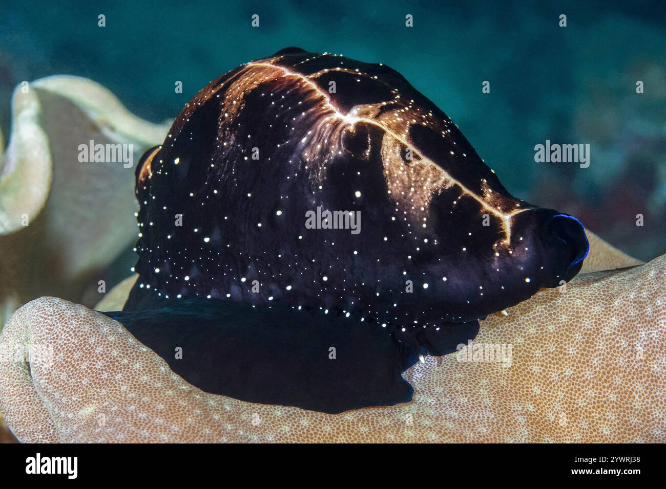 common egg cowrie, Ovula ovum, crawling over leather soft coral ...