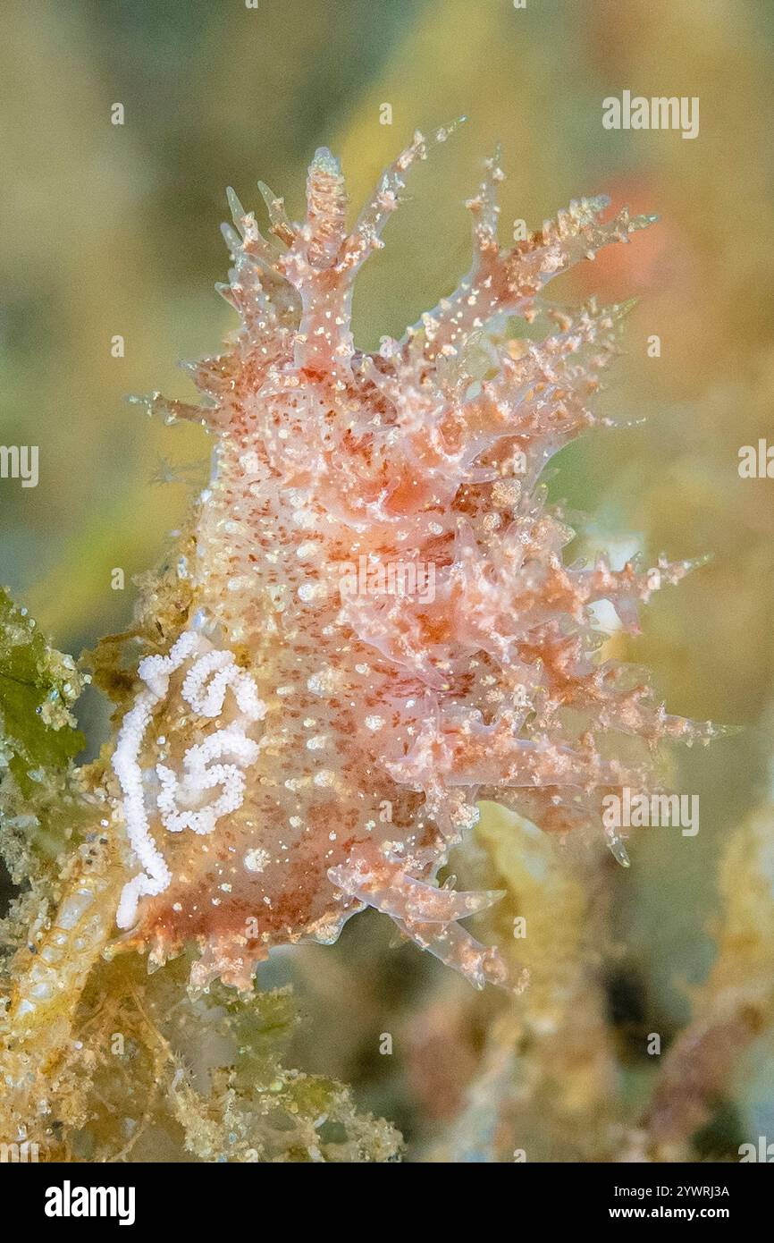 nudibranch, sea slug, Dendronotus venustus, laying eggs, Alki Junkyard ...