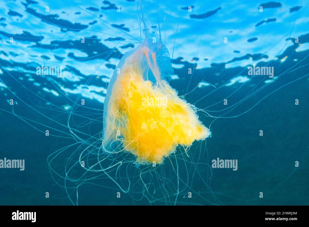 Egg jelly hi-res stock photography and images - Alamy