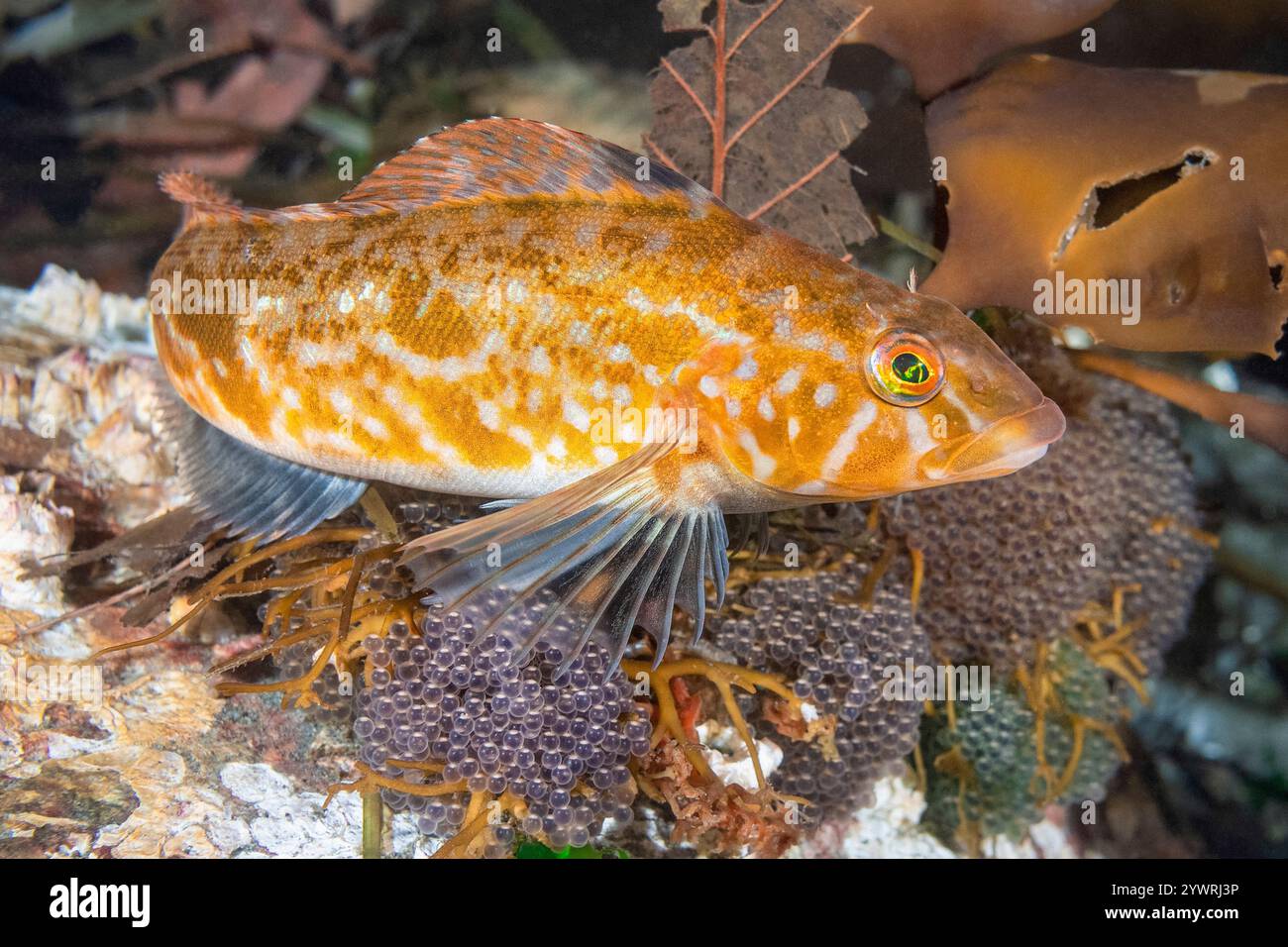 White spottedgreenling hi-res stock photography and images - Alamy