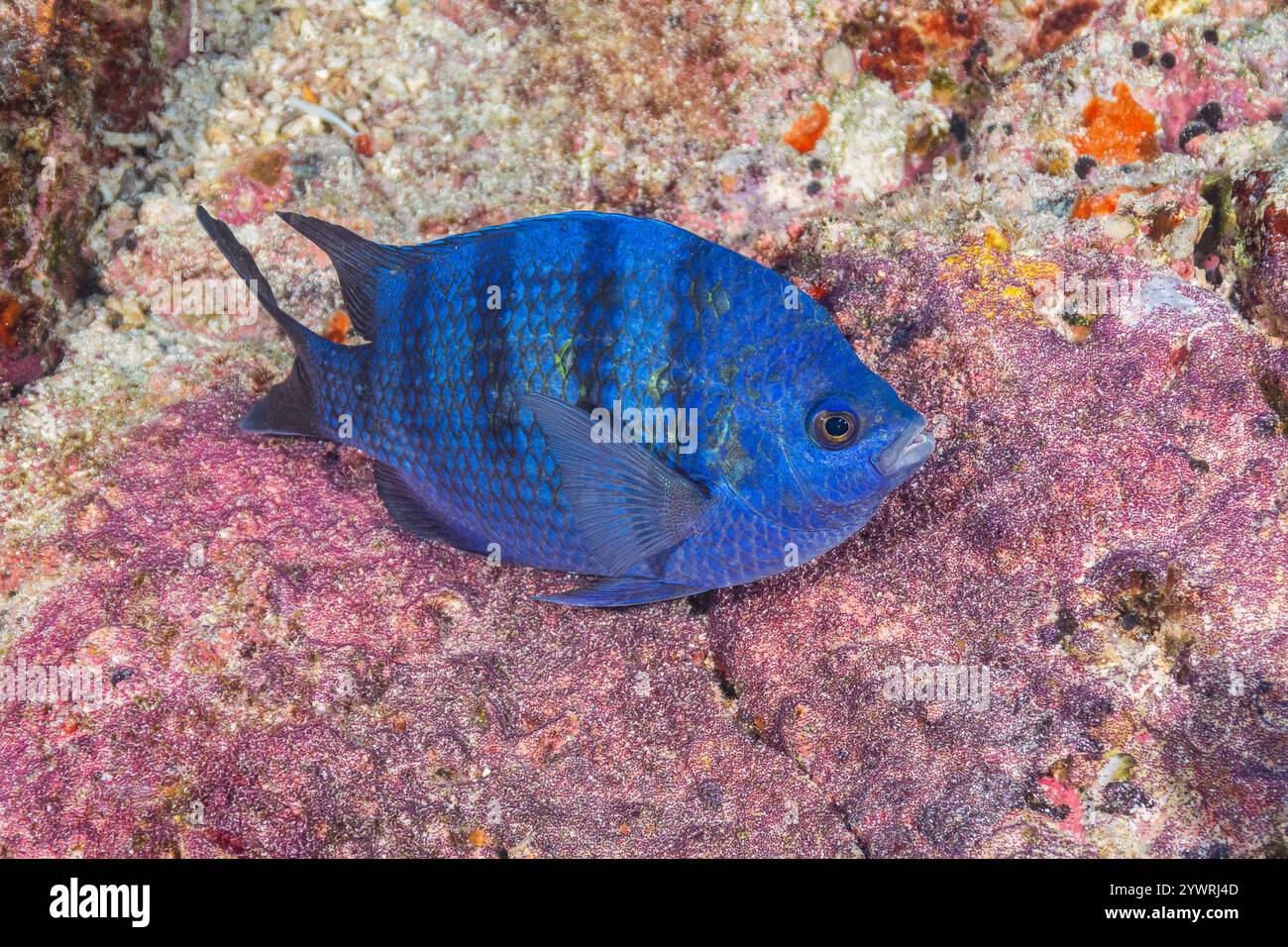 Pacific sargent major hi-res stock photography and images - Alamy