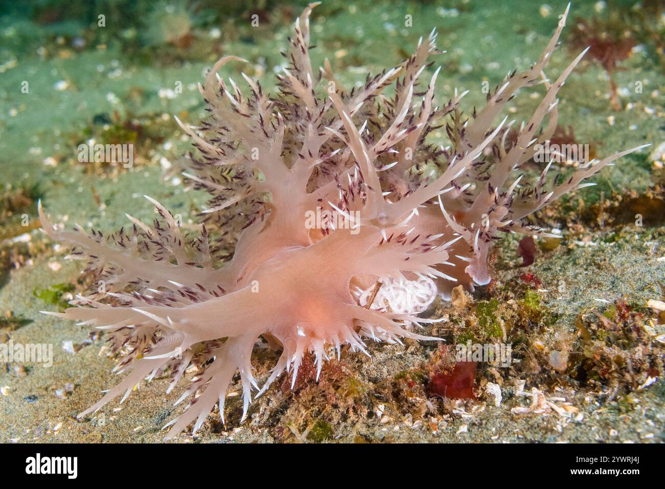 Eggs giant gastropod on hi-res stock photography and images - Alamy
