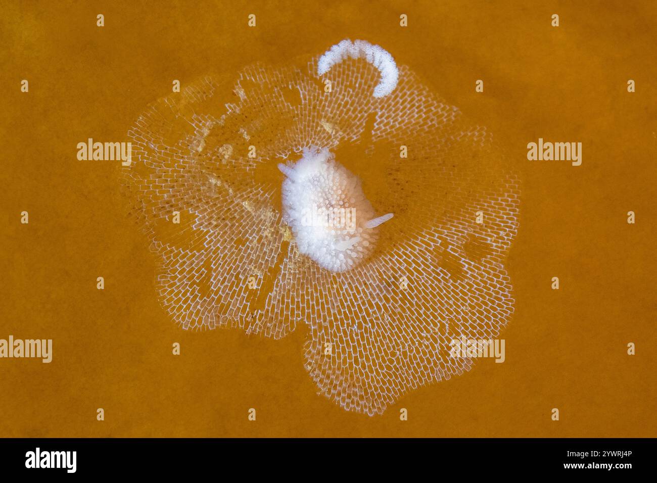 egg laying, Jannae's nudibranch Knoutsodonta (Adalaria) jannae, kelp ...