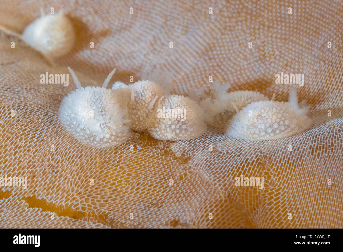 Bryozoan kelp hi-res stock photography and images - Alamy