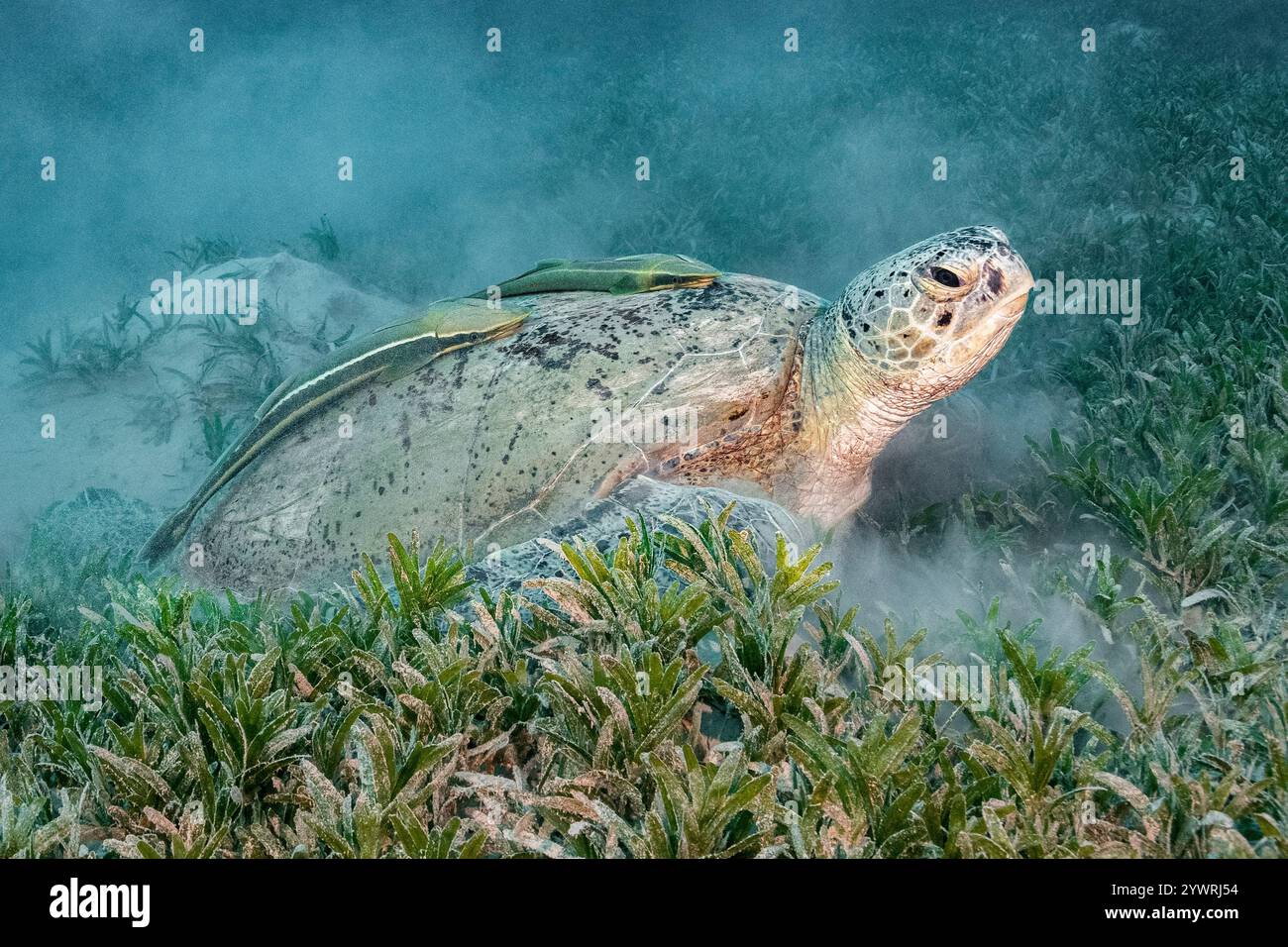 Pacific turtlegrass hi-res stock photography and images - Alamy