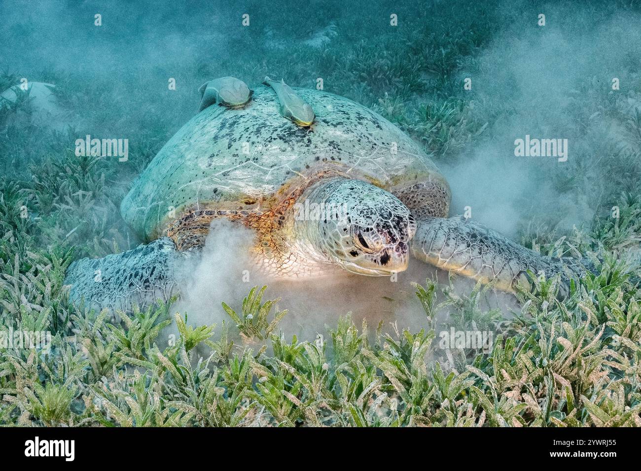 Pacific turtlegrass hi-res stock photography and images - Alamy
