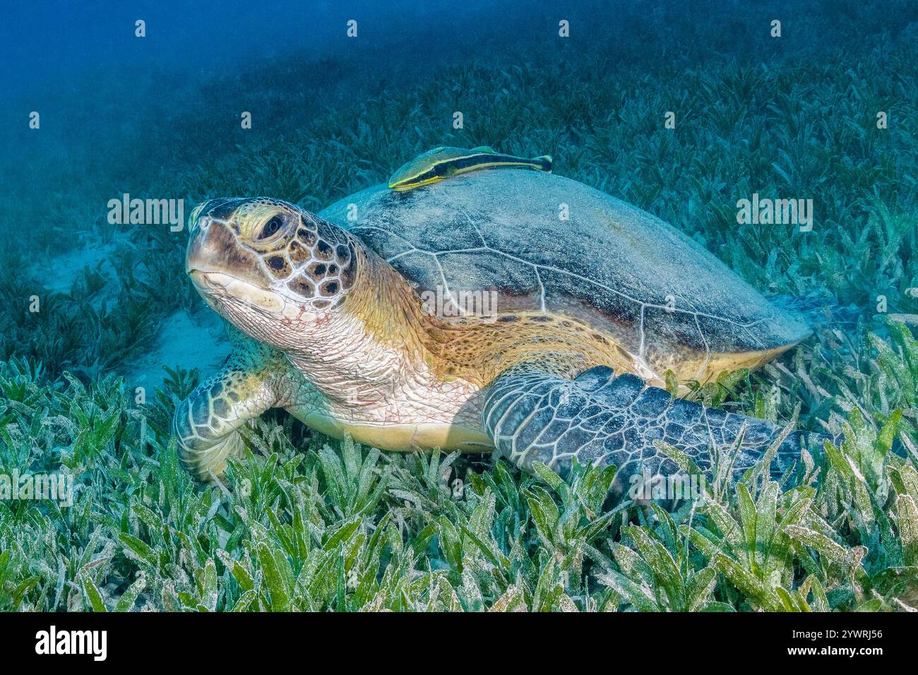 Pacific turtlegrass hi-res stock photography and images - Alamy