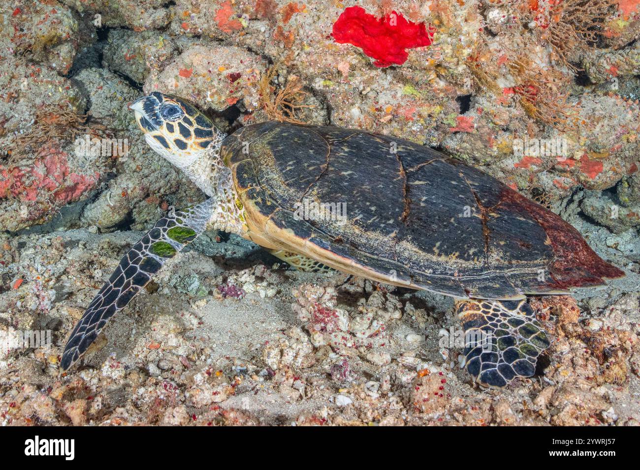 hawksbill sea turtle, Eretmochelys imbricata, Port Ghalib, Red Sea ...
