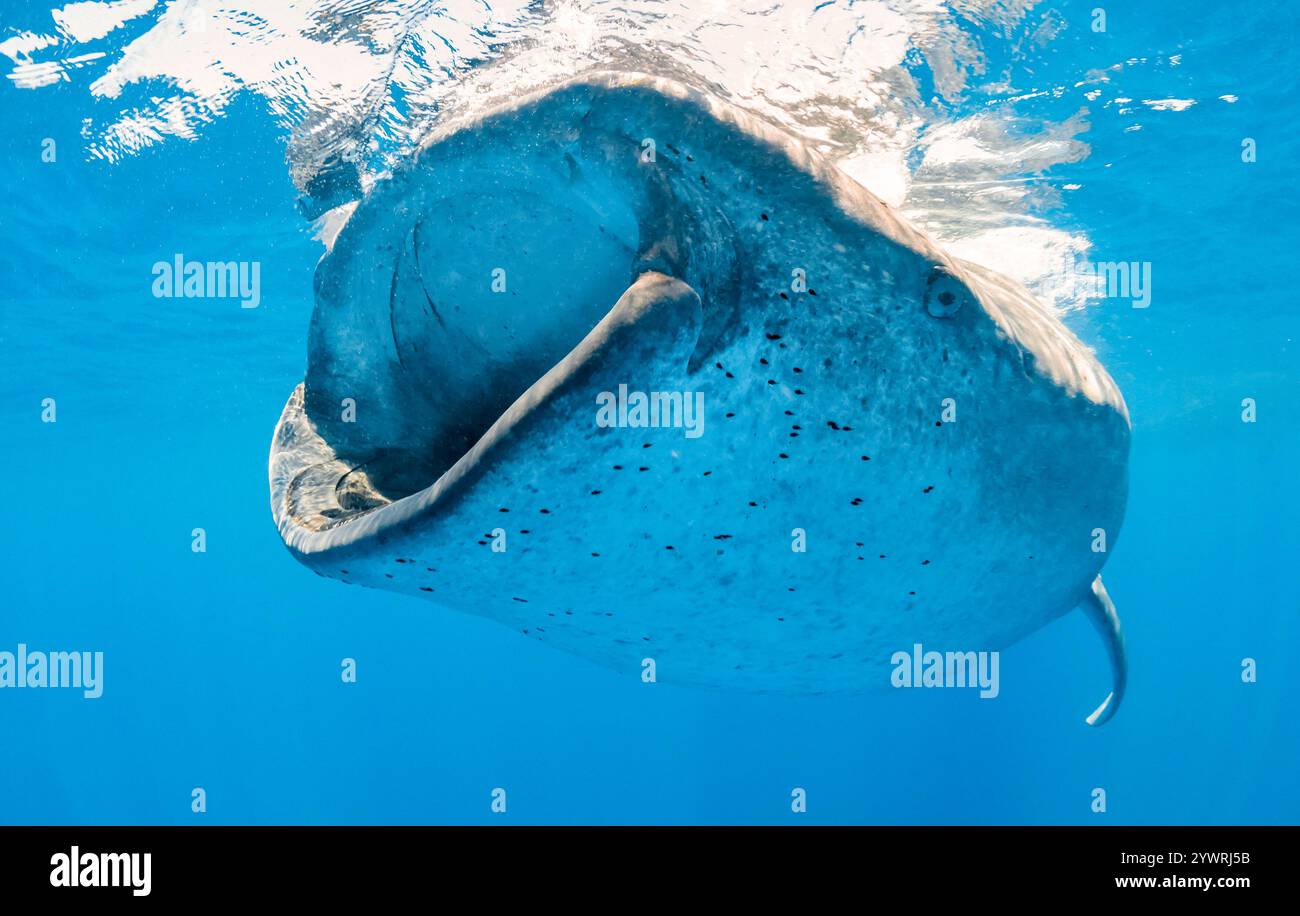 whale shark, Rhincodon typus, Isla Mujeres, Mexico, Gulf of Mexico ...