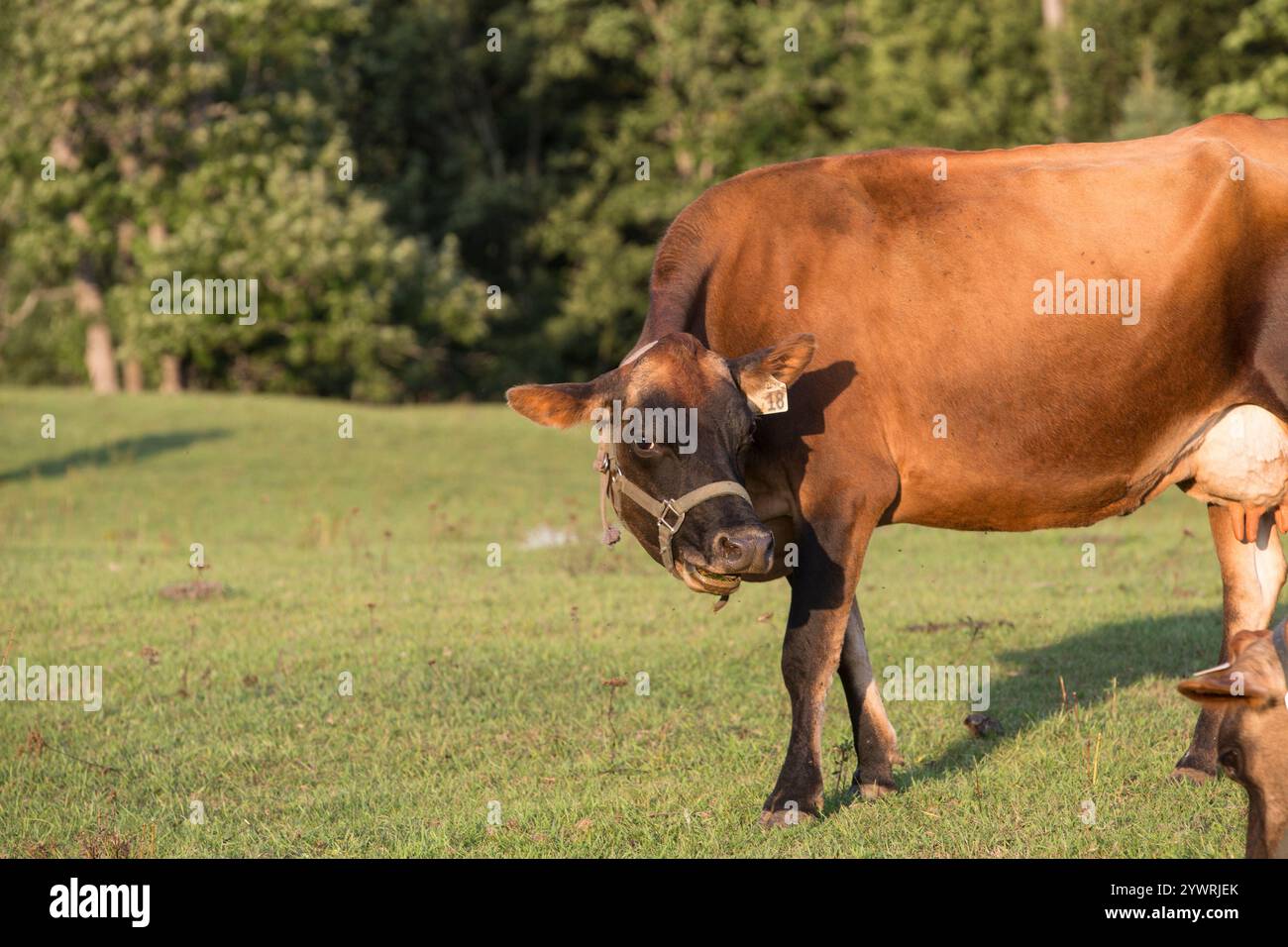 Rasing cows hi-res stock photography and images - Alamy