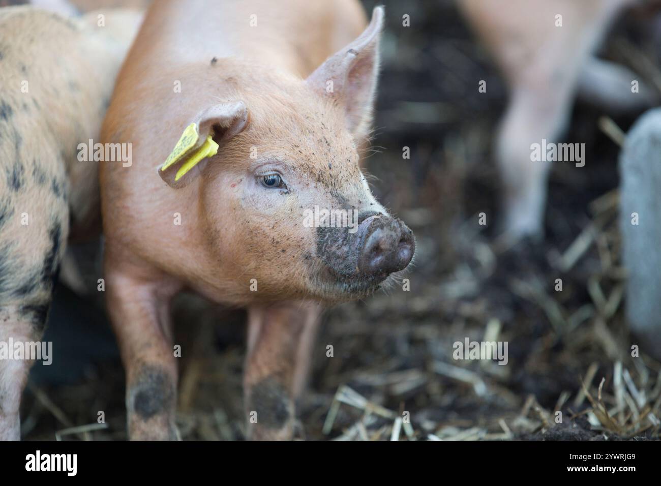 Cute baby pigs hi-res stock photography and images - Alamy